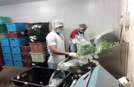 About Us | Vegetable Wholesaler | CCL IMPEX