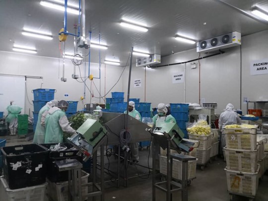 Process | Vegetable Wholesaler | CCL IMPEX