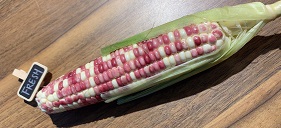 Bi Corn | Vegetable Wholesaler | CCL IMPEX